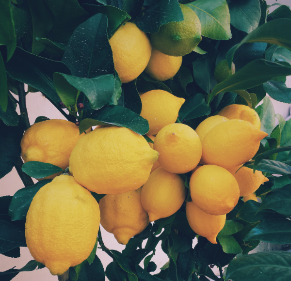 citron-small - Alimad Food